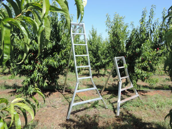 Tripod Ladders Stable, Aluminium Orchard Ladders | AIM Sales